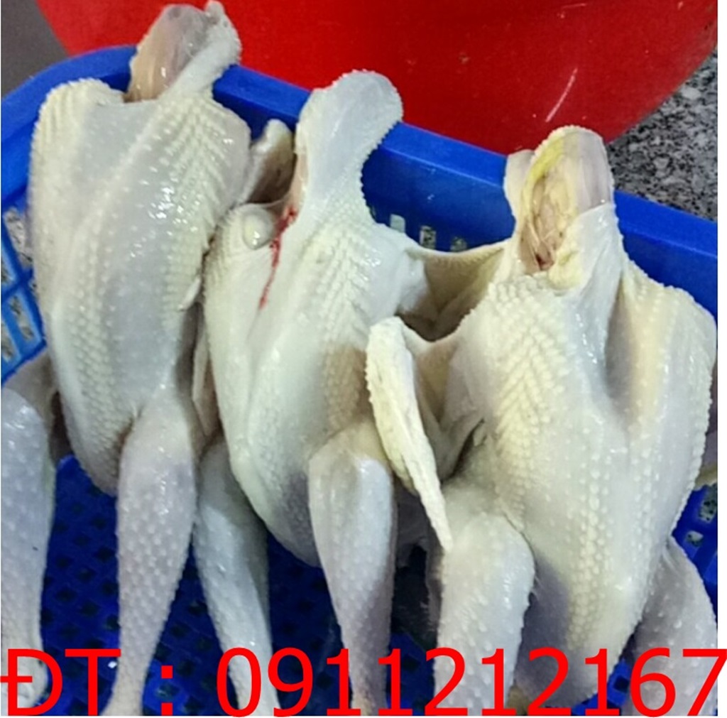 Gà kiến SoHa - HTX Nông Nghiệp Sạch Sơn Hà